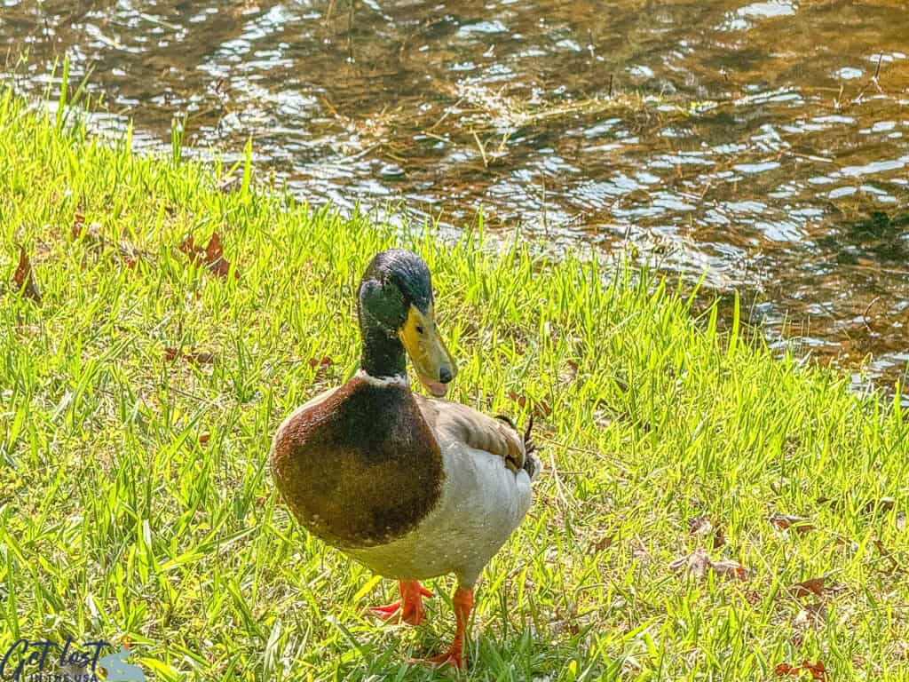 9 Fun Things to Do in Ruston LA and Lincoln Parish (in a Day!) - Get ...