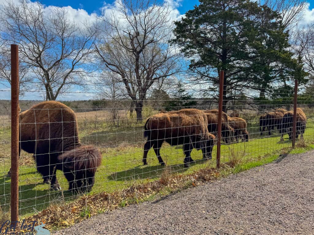 Chickasaw National Recreation Area: Guide to Springs, Waterfalls, Bison ...